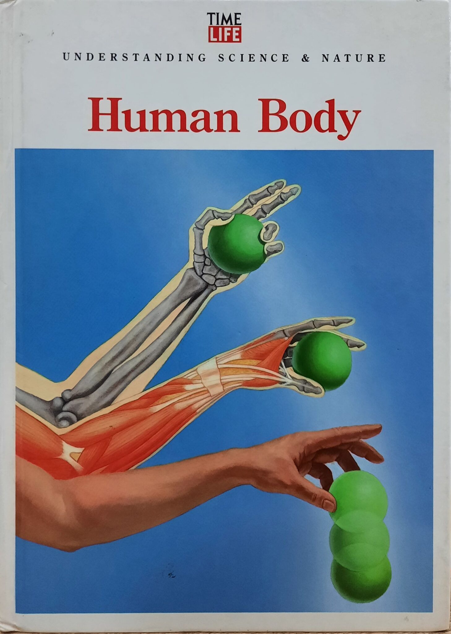 Human Body (Understanding Science and Nature) - Books n Bobs